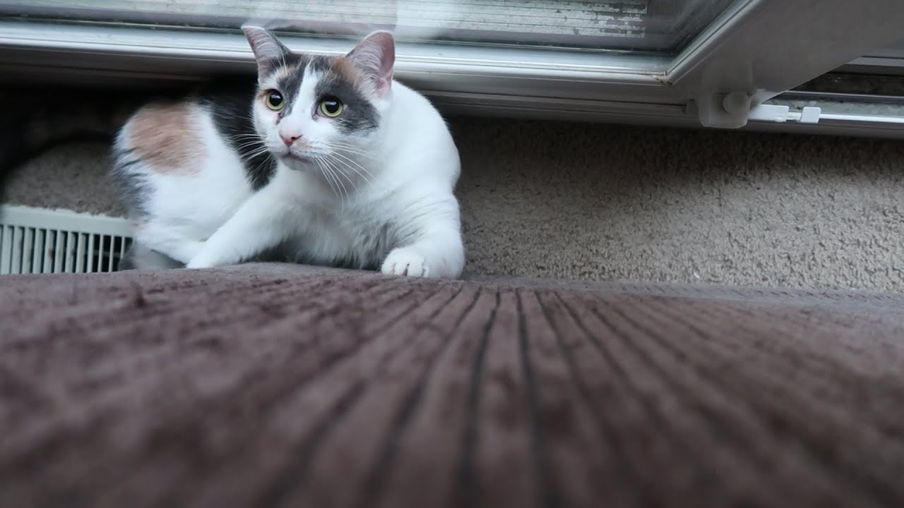 Cat goes into worm mode - YouTube