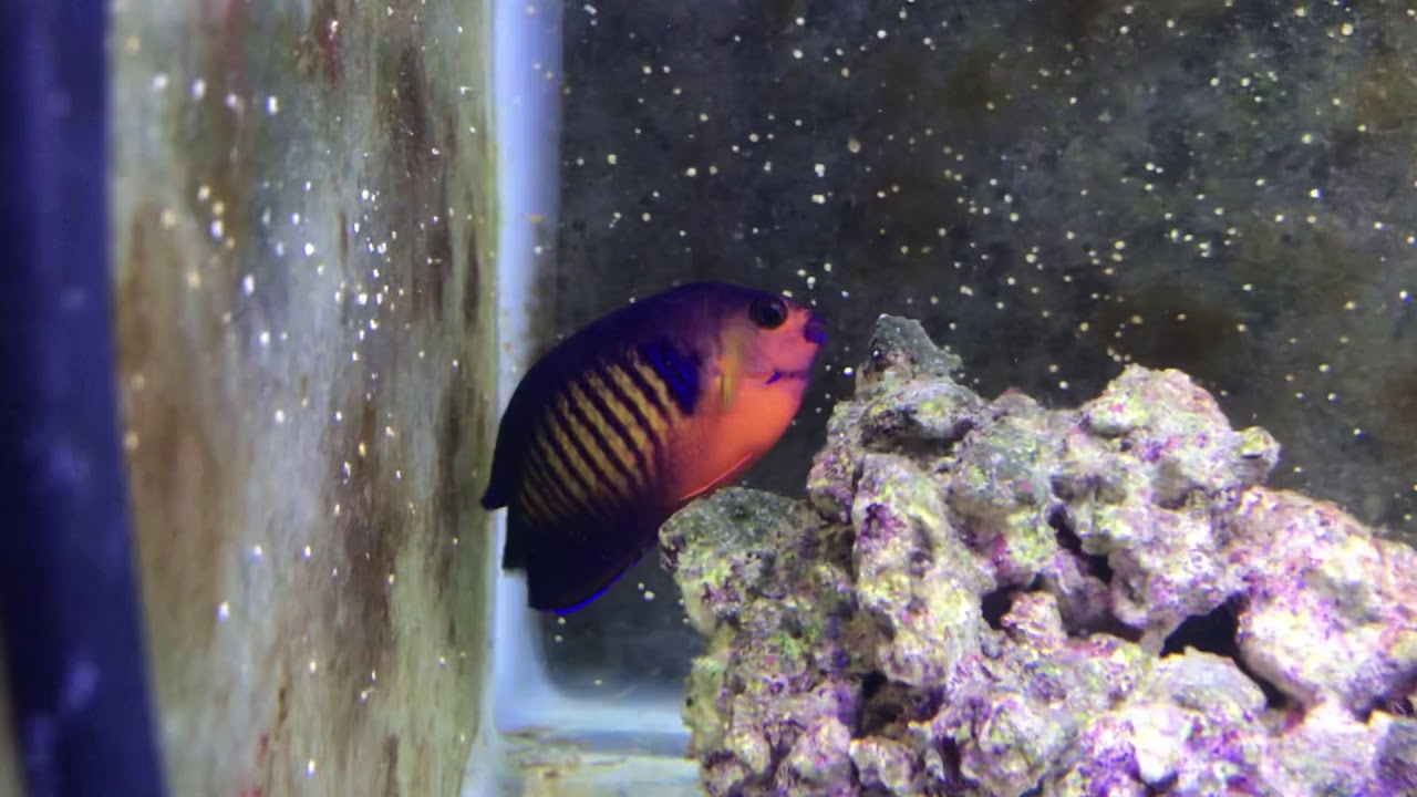 Coral Beauty Angelfish - Twospined or Dusky Angelfish Care and Reef ...