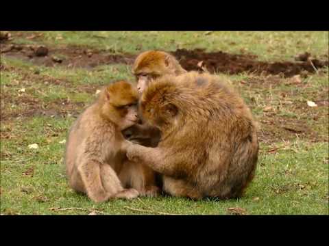 Cute Playful Animals - YouTube