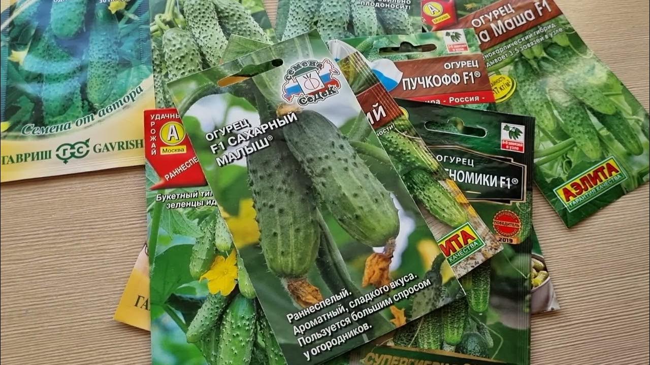 Лучшие сорта огурцов для открытого грунта. Мои проверенные семена - YouTube