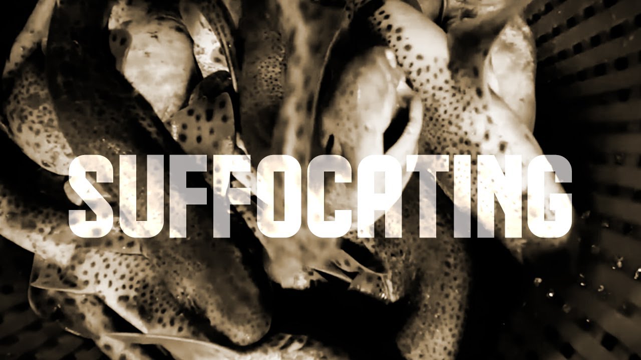 Suffocating - Gaslight Guitar (WARNING: GRAPHIC CONTENT) - YouTube