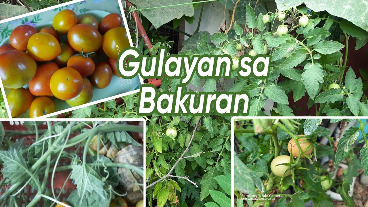 GULAYAN SA BAKURAN || KAMATISAN AT IBA PA || - YouTube