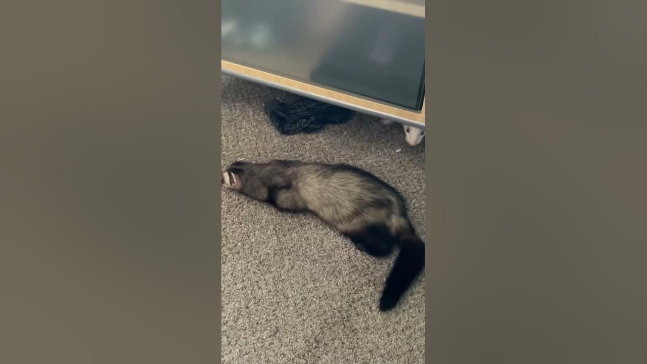 Ferret playtime - YouTube
