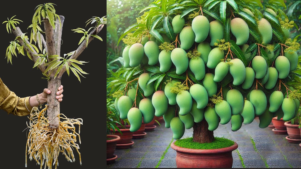 Tips for planting mango trees from cuttings in car tires for beginners ...