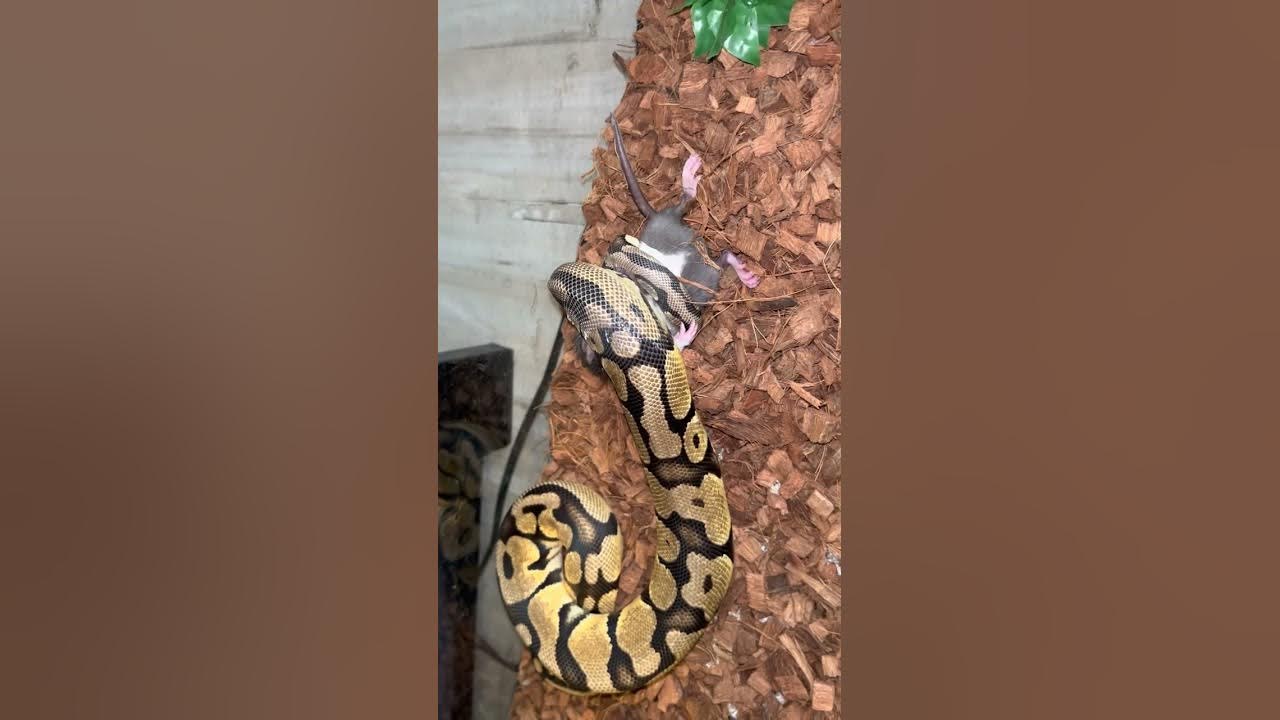 Live Feeding 5 Ball Pythons… *Viewer Discretion Advised * - YouTube