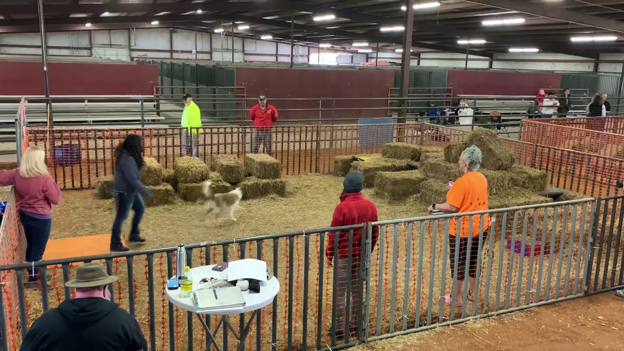 Friday - Senior A Barn Hunt - YouTube