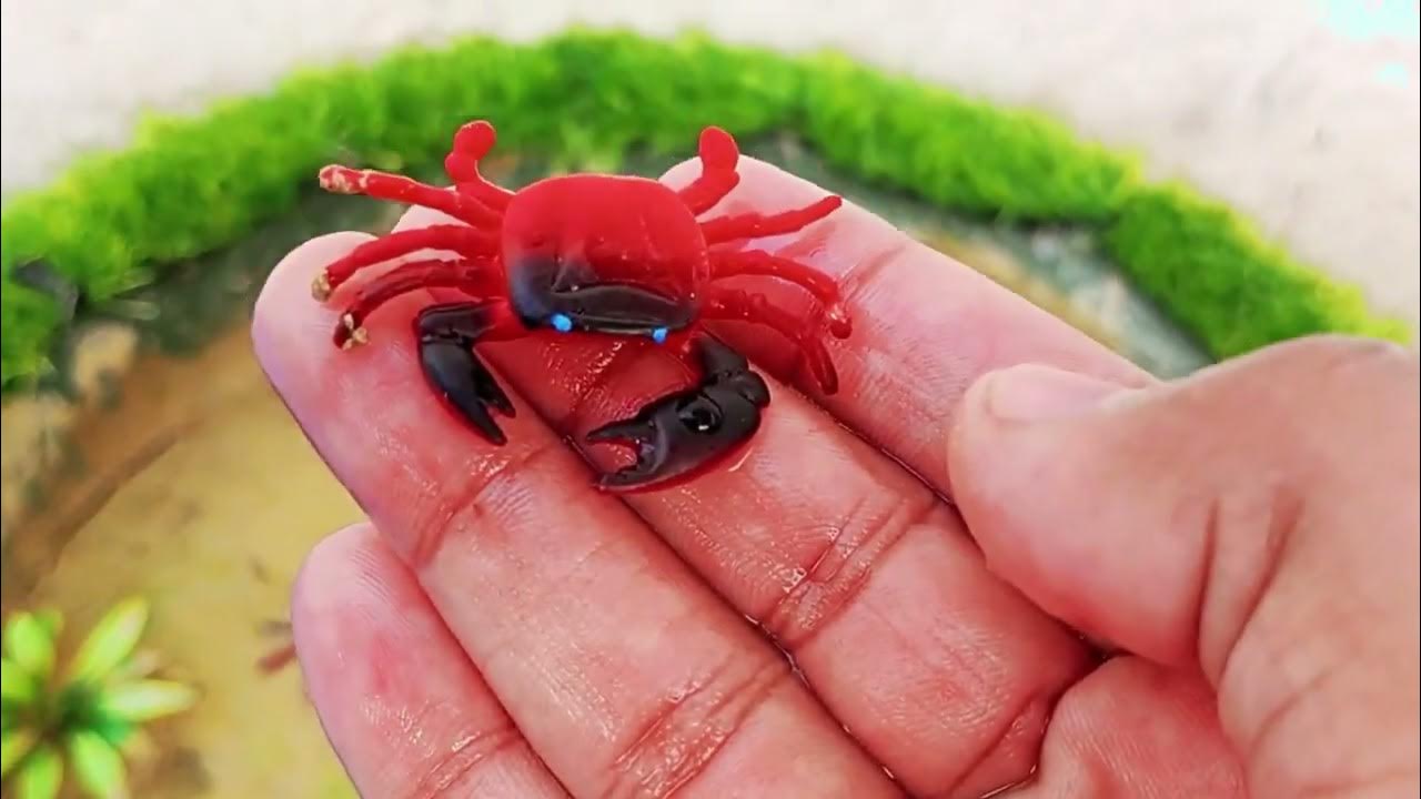 Mythbusting: Common Misconceptions about Alligators and Crocodile - YouTube