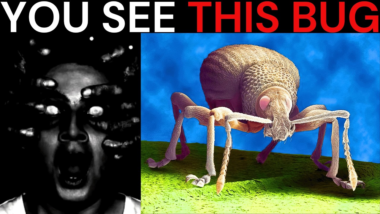 Mr Incredible Becoming Uncanny meme (You see this bug) | 30+ phases ...