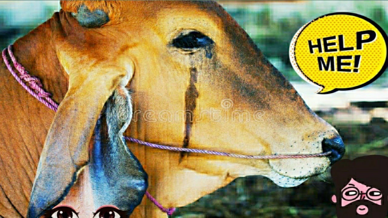 Helping homeless Cow - YouTube