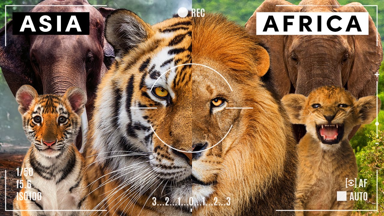 The New Big 5 & The Best Places / Times to See Them - YouTube