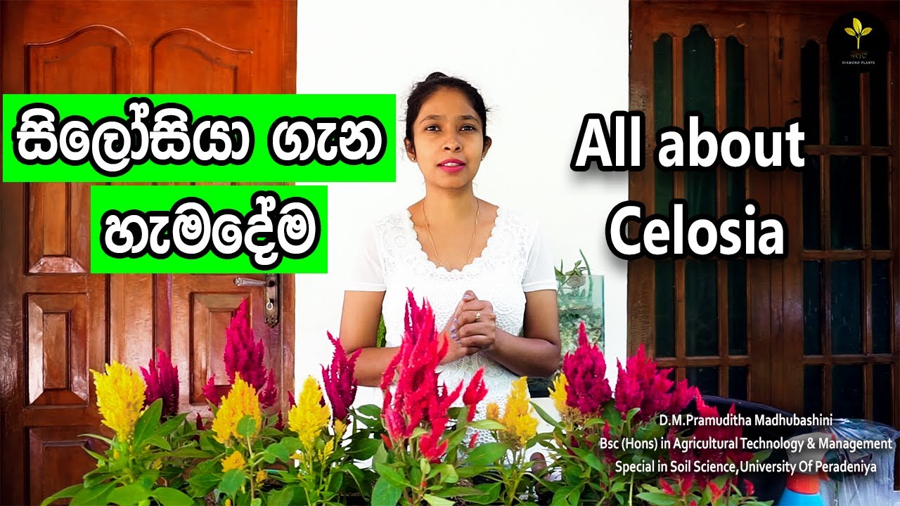 නිවැරදිව පෝච්චිවල සිලෝසියා මල් වගාව | Celosia plant care in sinhala ...