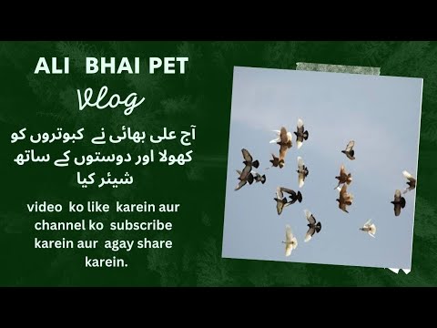 Ali bhai vlog ali bhai ne kabooter ko bahir nikala us main se aik kabooter sust tha - YouTube