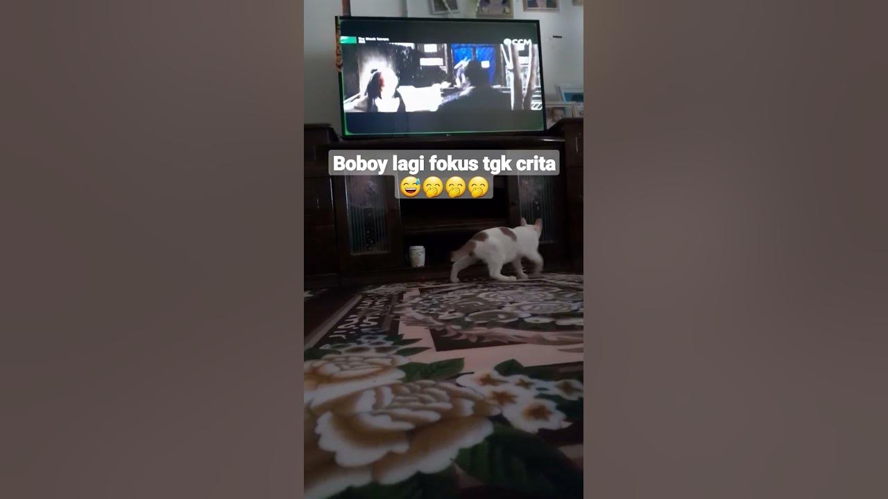 Boboy si kucing mokmok - YouTube