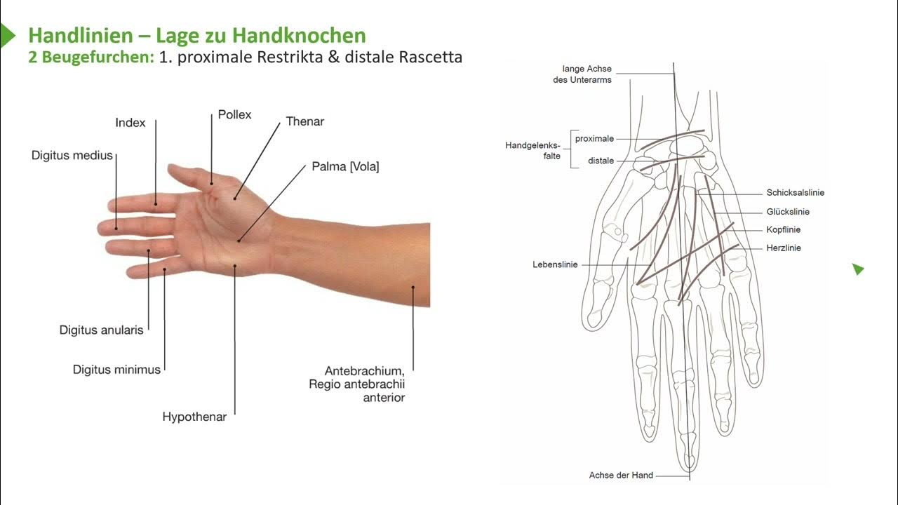 Anatomie I Bewegungssystem: Obere Extremität: Übersicht & Klinik I Prof. Dr. med. Wirth - YouTube