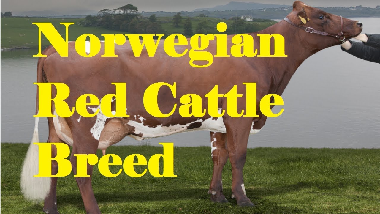 Best Cattle Breed In The World 2019 | Norwegian Red Cattle Breed ...