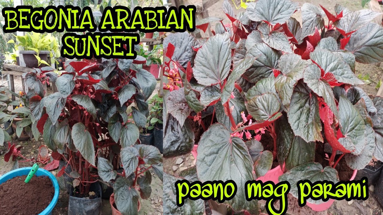 BEGONIA PLANT/BEGONIA ARABIAN SUNSET CARE/TIPS ALING DURAY CHANNEL ...