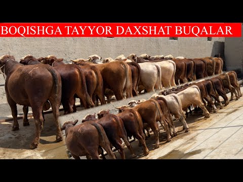 BOQISHGA TAYYOR DAXSHAT BUQALAR KELDI BUQA TANLASHDA ADASHMANG MANA ENG ZO’RLARI 