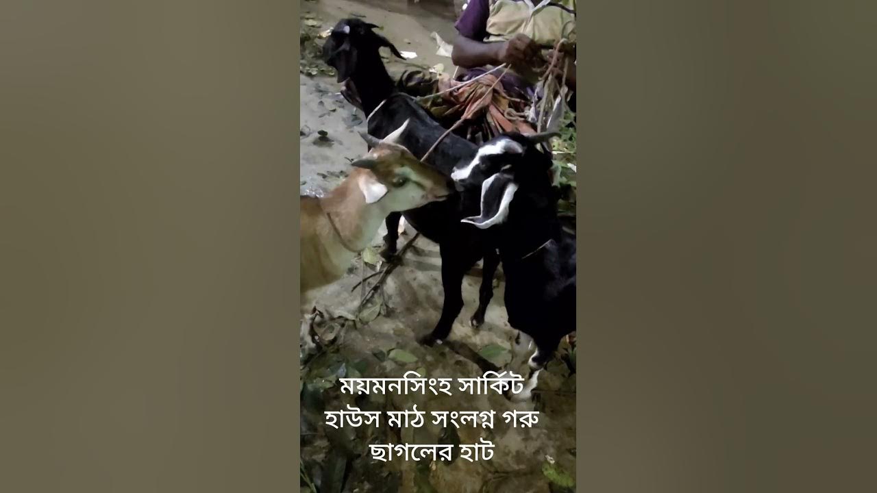 16 June 2024ময়মনসিংহ সার্কিট হাউস মাঠ সংলগ্ন কোরবানীর পশুর হাট#viral #mymensingh #new # ...
