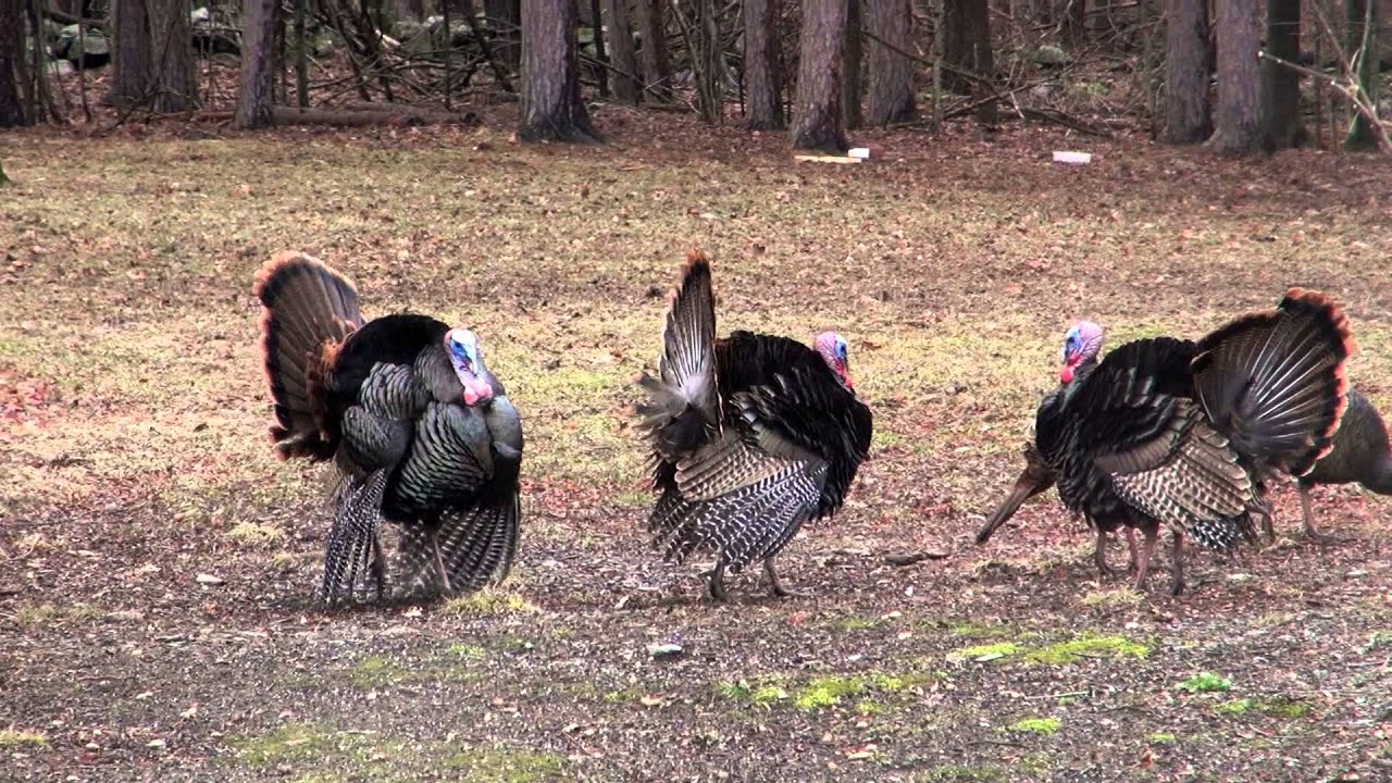 Male Turkeys Display and Walk while Females are Pecking in the Gravel ...