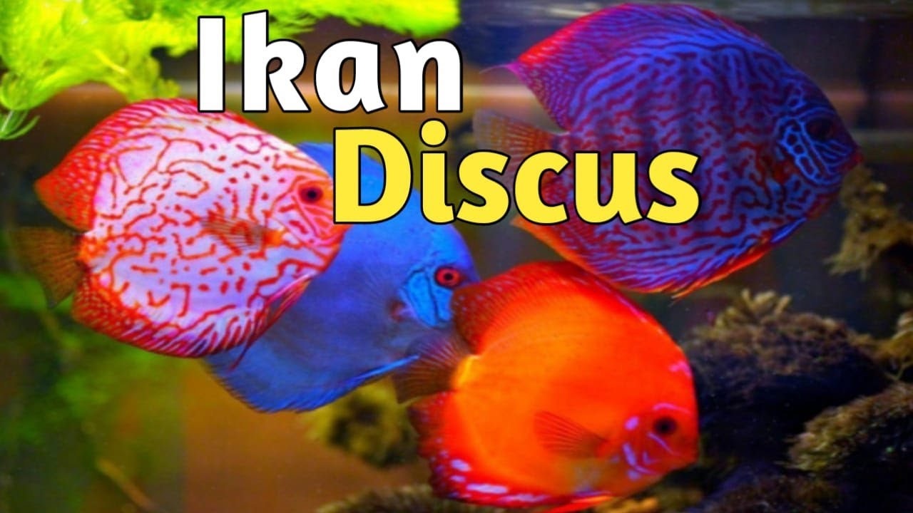 Harga Ikan Discus (Symphysodon Discus) I Terbaru 2023 #ikandiscus # ...
