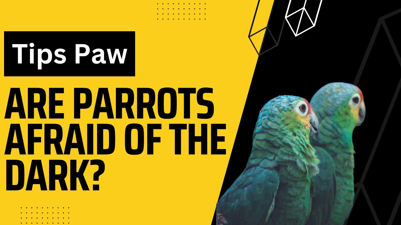 Are Parrots Afraid of the Dark? || birdtricks || taming a scared parrot ...