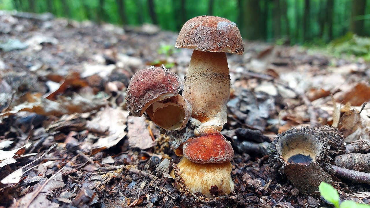 NEUVERITEĽNÉ! Toto ste ešte nevideli, DUBÁKY vyrastajú z DUBÁKU ...