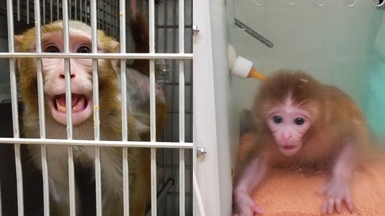 URGENTE: PETA Encuentra Monos Gritando, Cubiertos de Tinta y ...