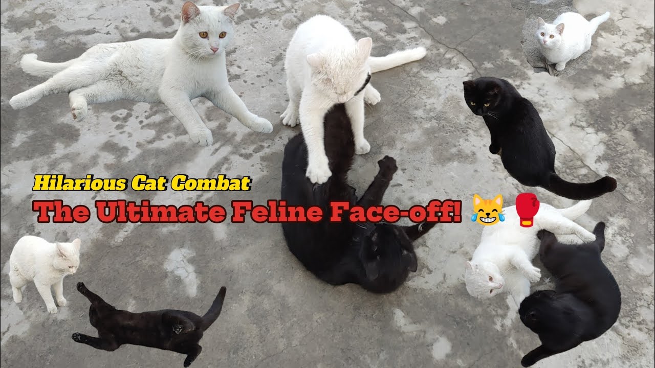 Hilarious Cat Combat - The Ultimate Feline Face-off! 😹🥊 - YouTube