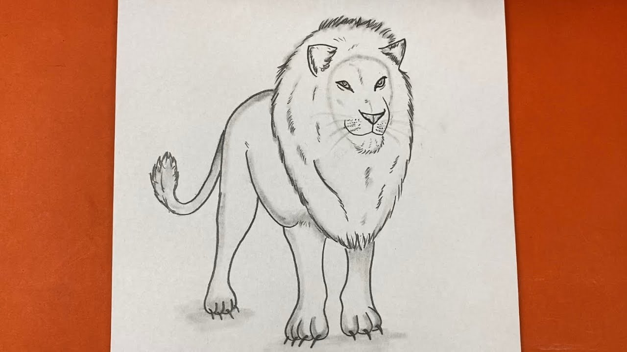 Kolay Aslan Çizimi, Adım Adım Aslan Nasıl Çizilir, How To Draw Lion ...
