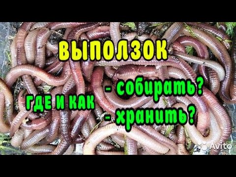 ЧЕРВИ- ВЫПОЛЗКИ. Где собирать?! Как хранить?! - YouTube