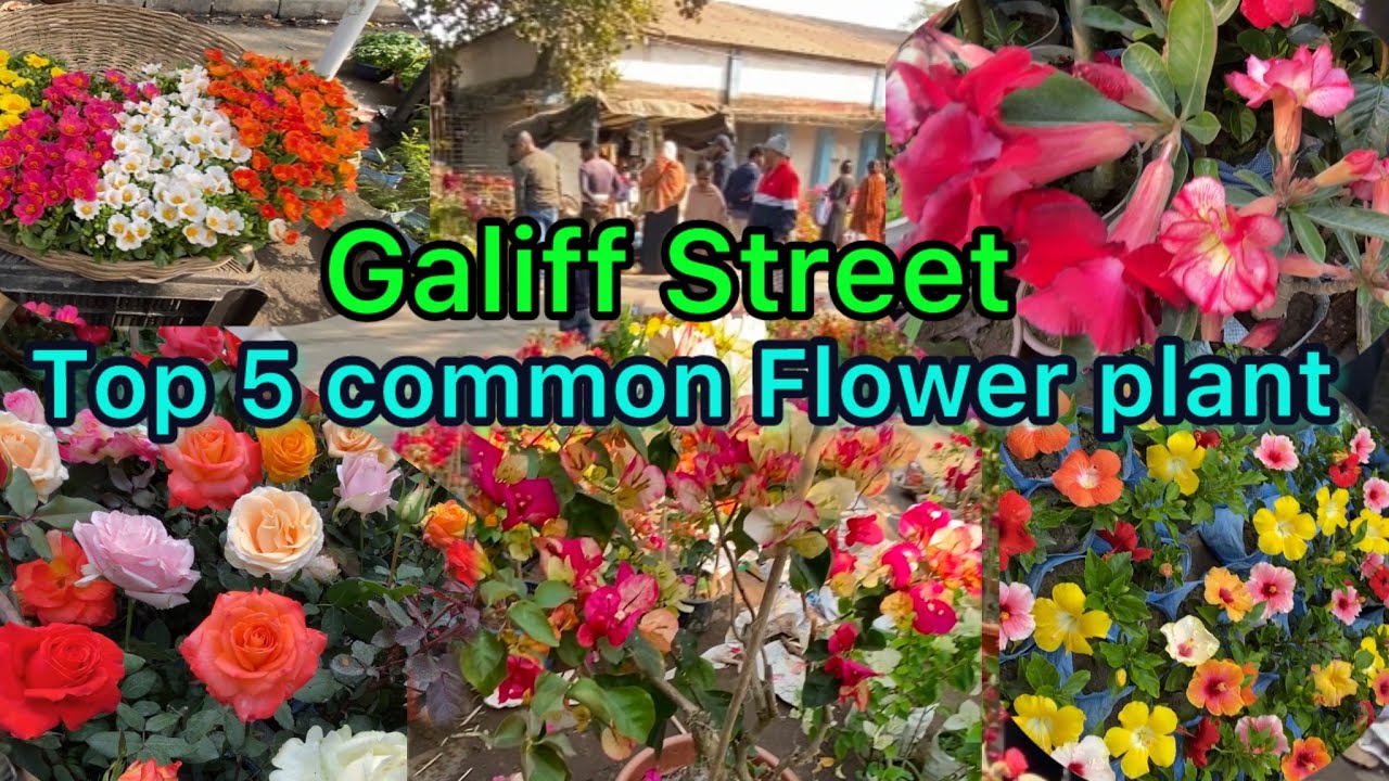MOST COMMON FLOWERS OF GALIFF STREET | KOLKATA'S DAILY FLOWER PLANT AT ...