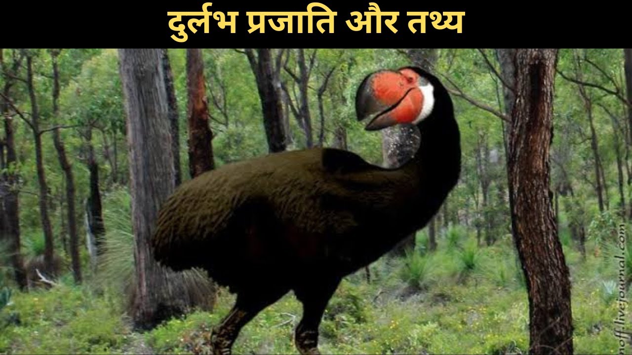 some extinct animals | facts about animals | amazing facts | science ...