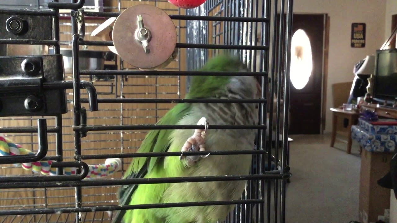 Merry Christmas From Cosmo The Parrot! - YouTube
