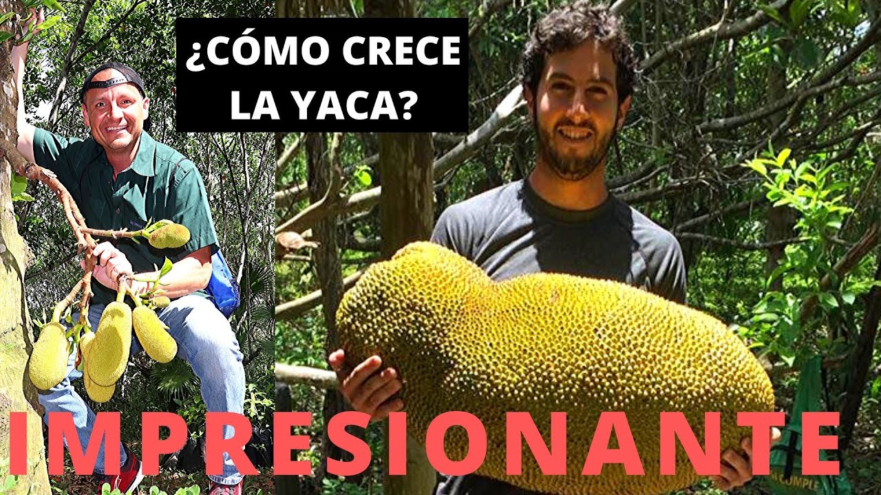 LA YACA. UNA IMPRESIONANTE FRUTA. MI AVENTURA CONOCIÉNDOLA. - YouTube