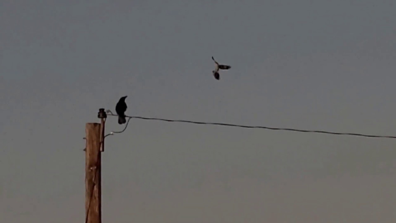 Bird Vs Bird Poop on the head attack - YouTube