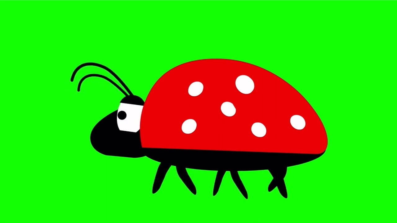 Cute Ladybug Animation Chroma Key Overlay | Green Screen Nature ...
