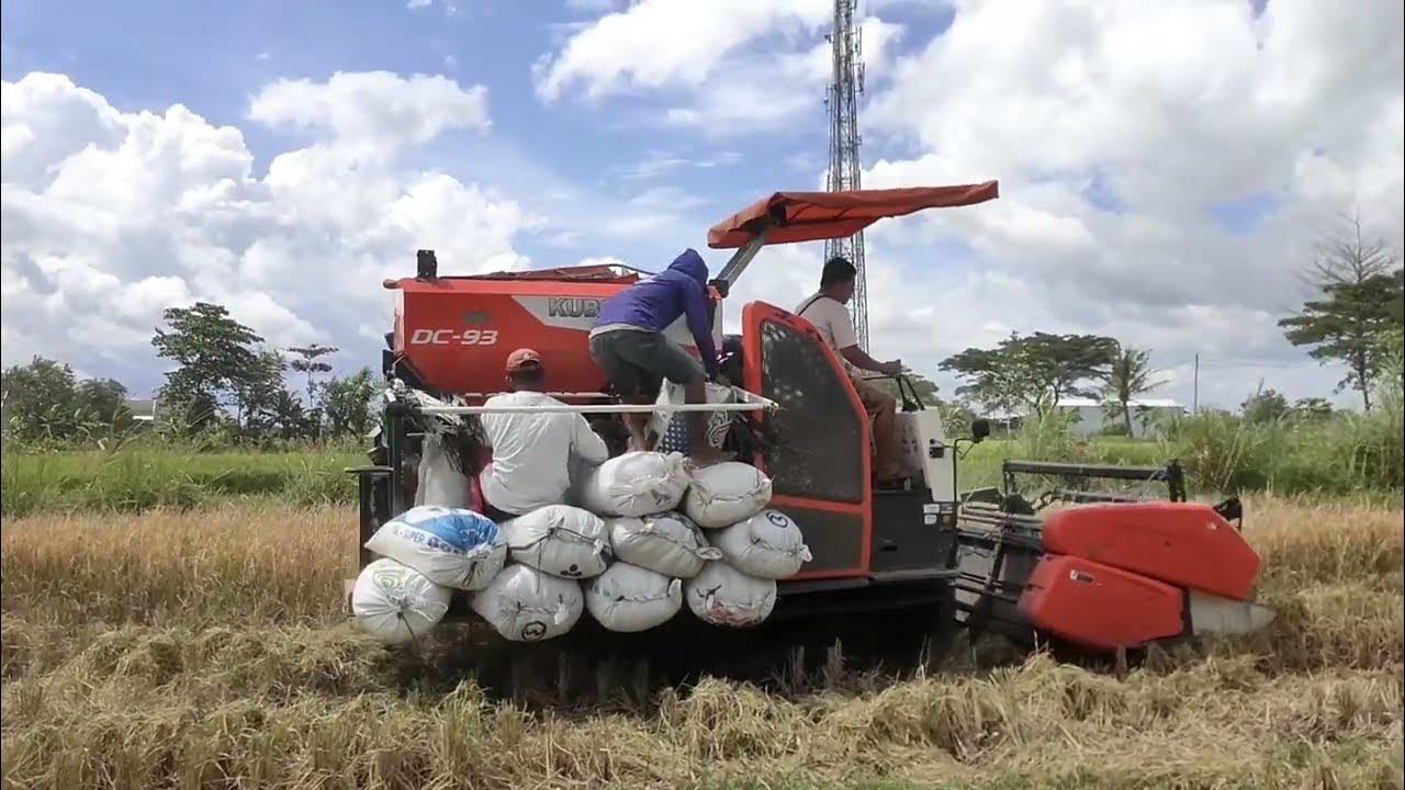 DENGAN TLESER / MESIN POTONG PADI PANEN 2 PETAK SAWAH SELESAI DALAM 15 MENIT - YouTube