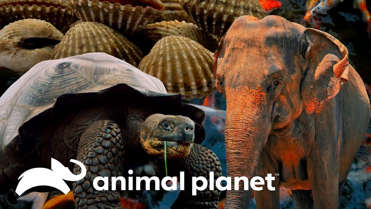 Os animais mais longevos | O Incrível Mundo Animal | Animal Planet ...