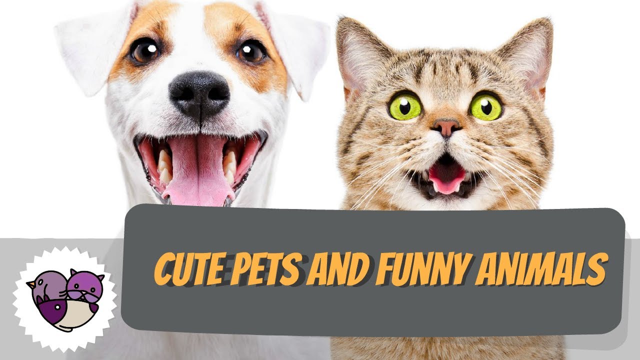 Cute Pets And Funny Animals Compilation #1 - Pets Garden - YouTube