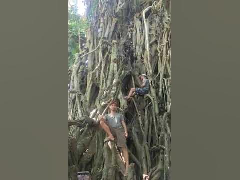 ang pinaka malaking puno ng balite sa aurora province verynice - YouTube