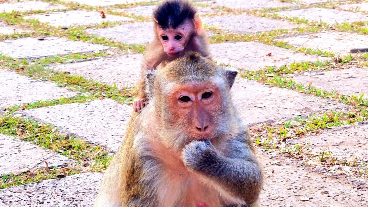 Cuties little baby monkey with DeeDee Jill and Maria mom care. - YouTube