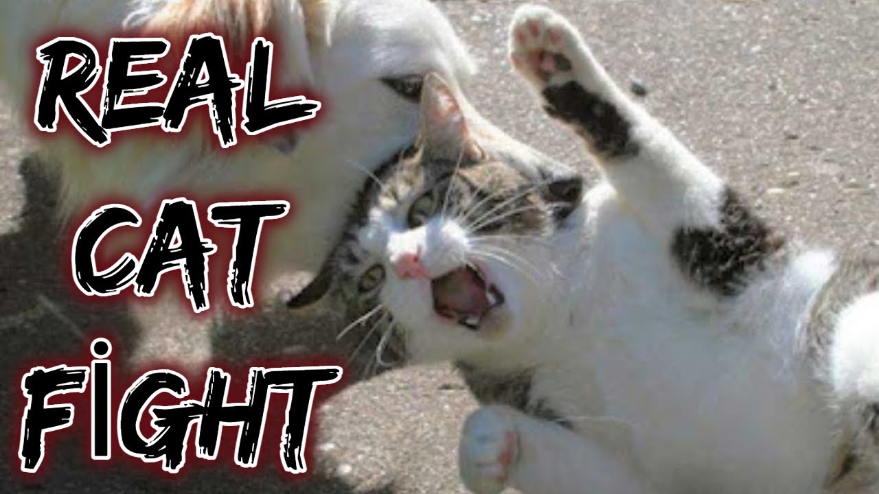 Angry Cats Vs Dogs Fight - Real Cat & Dog Fight - YouTube