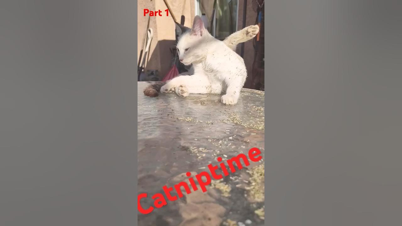 Catnip time with pockets - YouTube