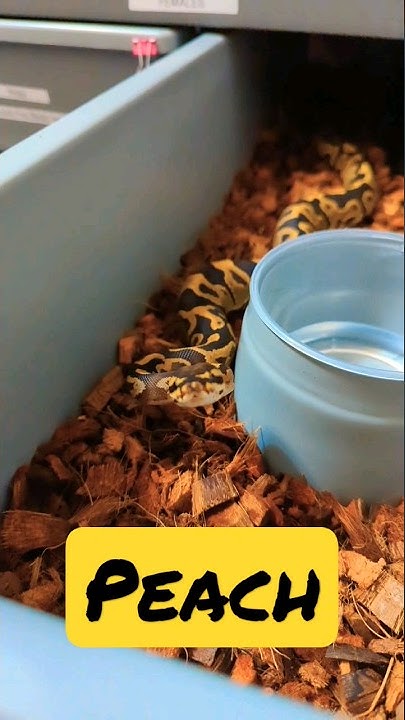 Super Ball Python Sisters 🐍👨‍🔧 #shorts - YouTube