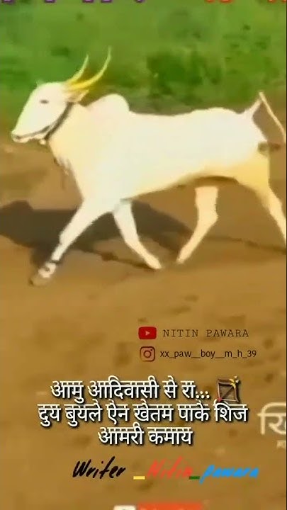 पोळा/Adivasi Attitude # Shayari Status In Pawara -2022 - YouTube