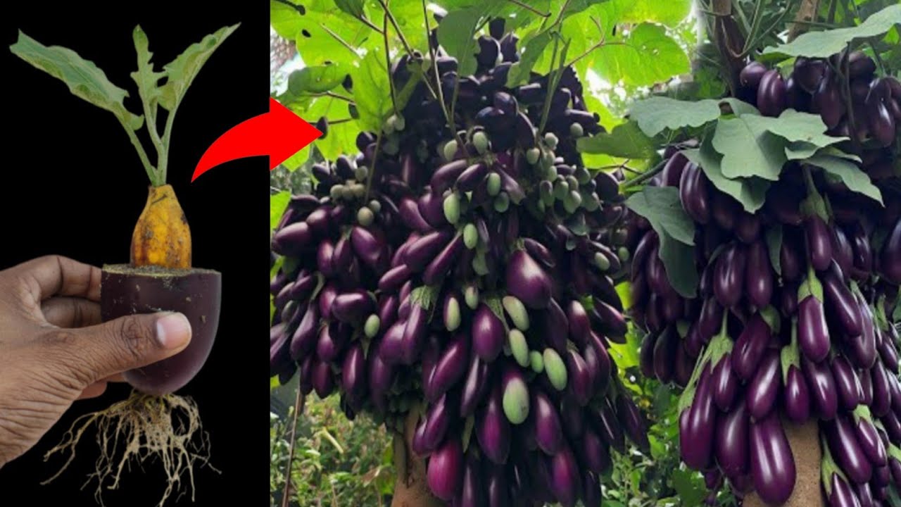 New technique of propagating brinjal tree from banana with eggplant ...