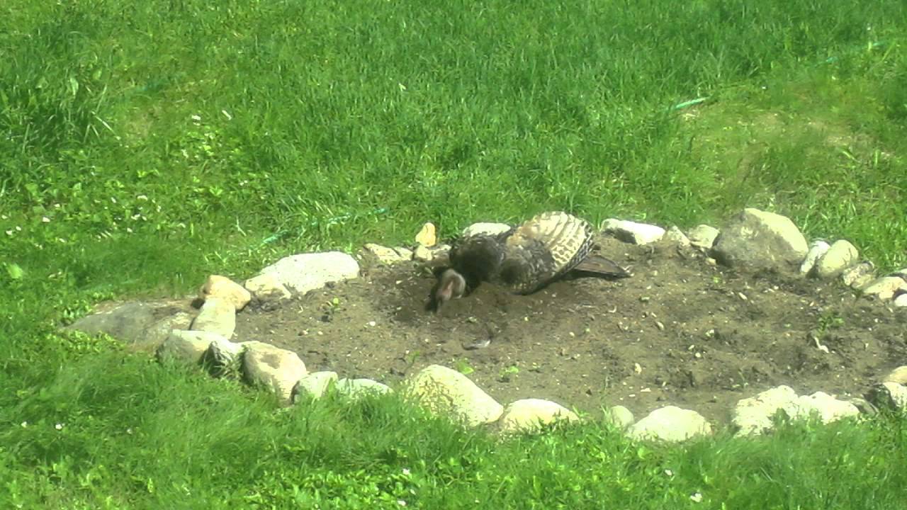Female Wild Turkey-001.MOV - YouTube