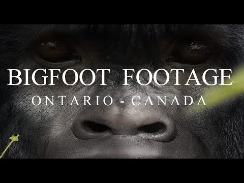 IMPRESSIVE BIGFOOT FOOTAGE!! - Brave Man Films Himself Chasing ...