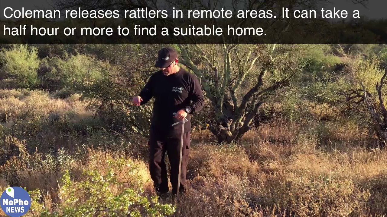 Rattlesnake Catch & Release - YouTube