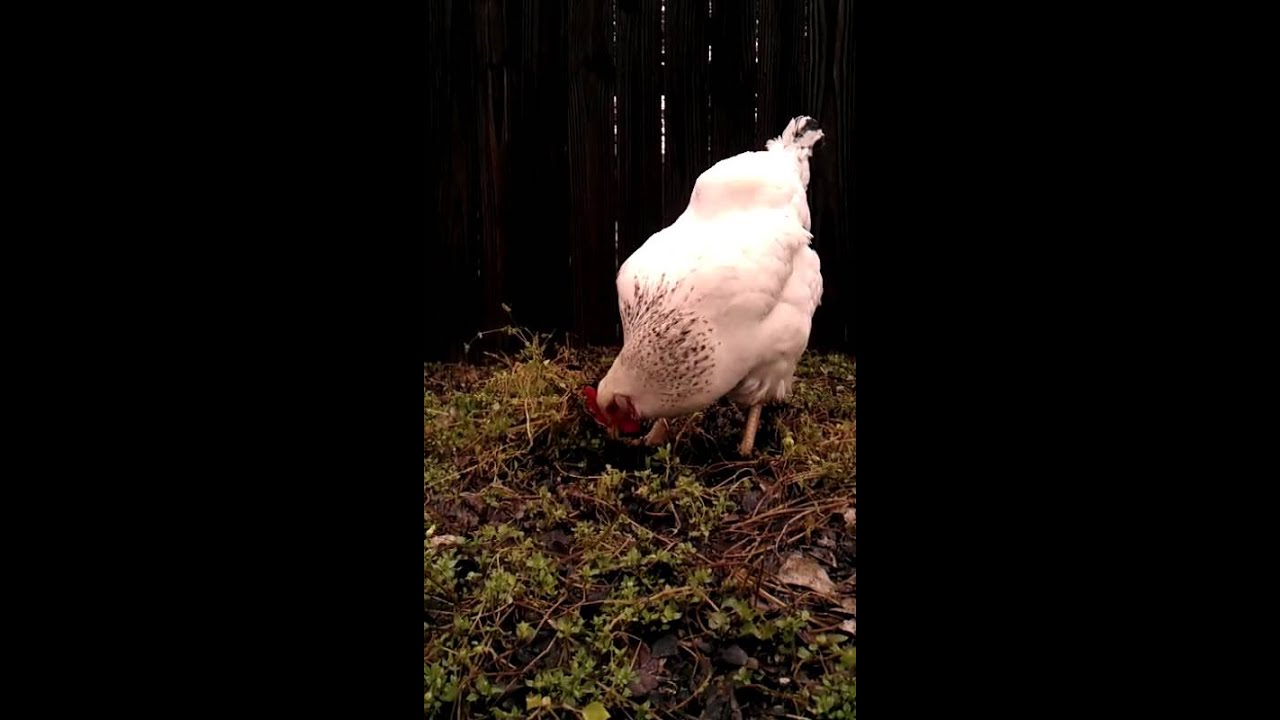 Hen Scratching For Bugs - YouTube